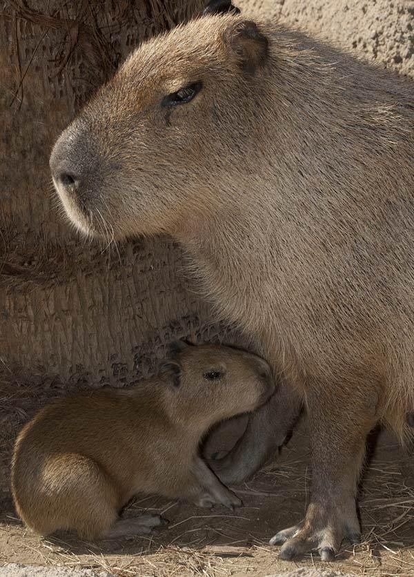 Facts About Capybaras | Live Science