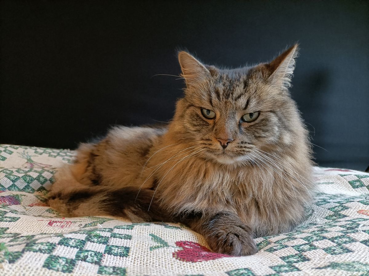 Oppo Reno4 Z Review | Digital Camera World