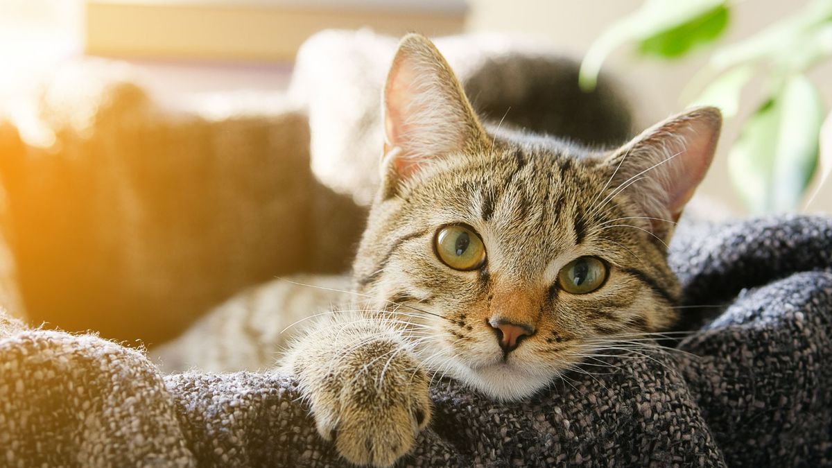 Do cats fart: Feline flatulence and how to treat it | PetsRadar
