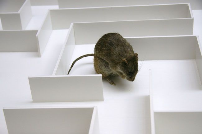 Forgetful Lab Rat Gets Alzheimer's for the Sake of Science | Live Science