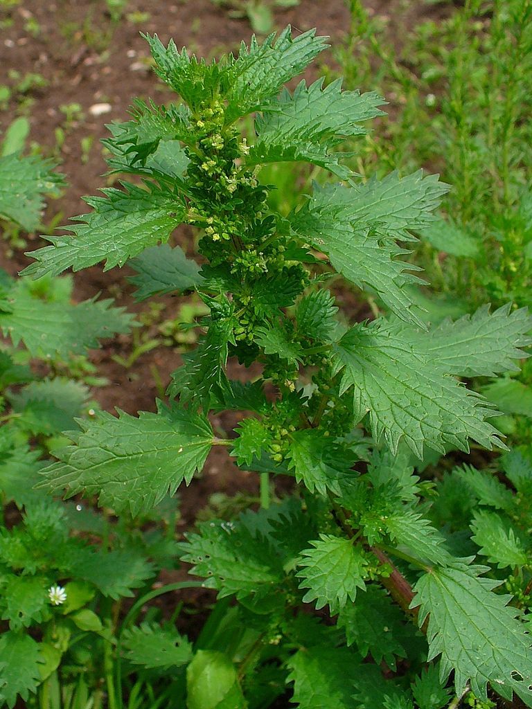 Burning Nettle Vs. Stinging Nettle - What Does Burning Nettle Look Like ...