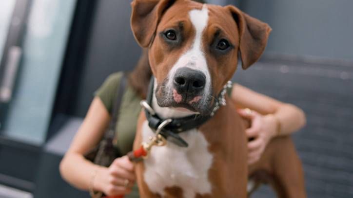 Returning a rescue dog: What to do when your new friend isn't working ...