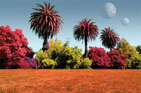 Colorful Worlds: Plants on Other Planets Might Not Be Green | Space
