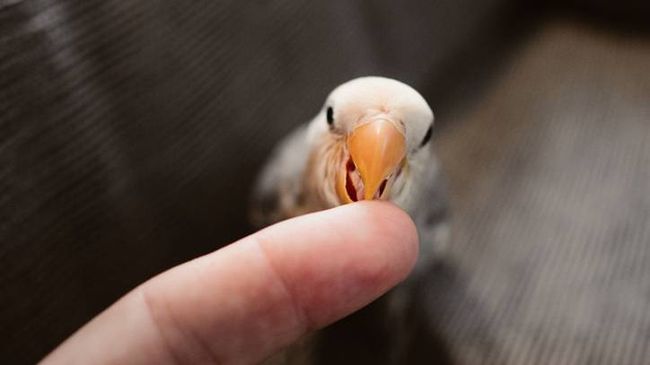 Why is my bird biting me? And how to stop it | PetsRadar