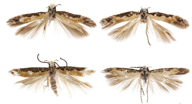 Small Honor: Tiny Moth Named for Trump | Live Science