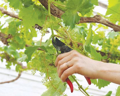 How to prune grape vines: for healthy, productive plants | Homes and ...