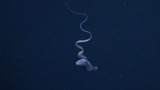 Watch rare footage of a shapeshifting eel with 'remarkably full tummy ...