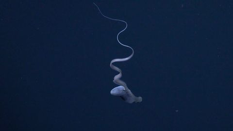 Watch rare footage of a shapeshifting eel with 'remarkably full tummy ...