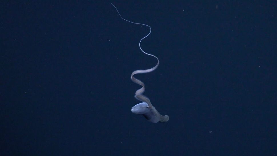 Watch rare footage of a shapeshifting eel with 'remarkably full tummy ...