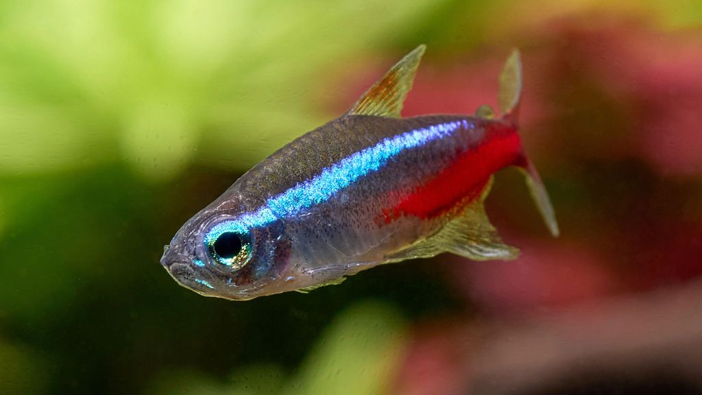 20 peaceful fish for a community tank | PetsRadar