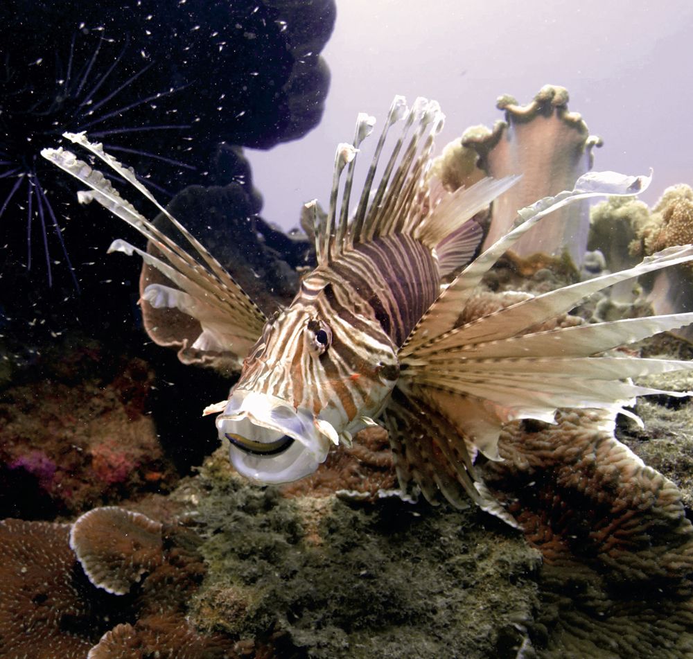 In Photos: The Stunning Sea Life 'Stars' of 'Big Pacific': Page 2 ...