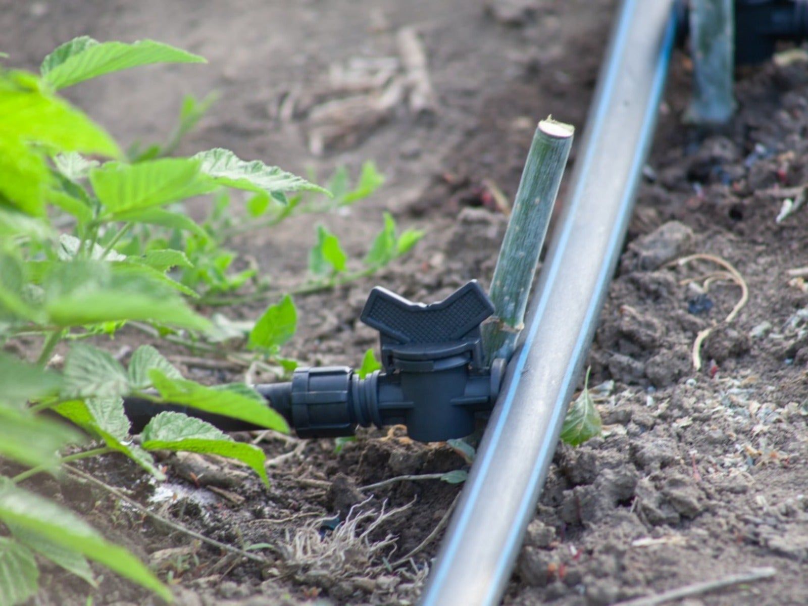 Drip Irrigation DIY: Homemade Drip Irrigation System How-To | Gardening ...