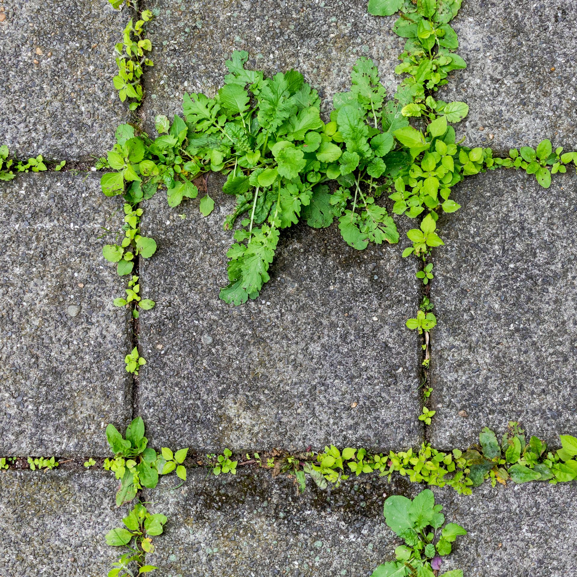 Does salt kill weeds? Experts reveal the most effective ways | Ideal Home