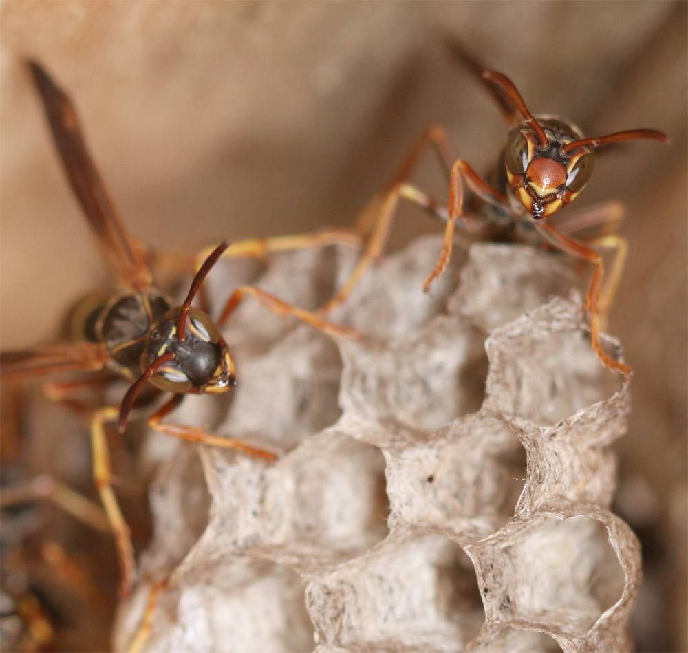 Googly Eyes: Photos of Striking Wasp Faces | Live Science