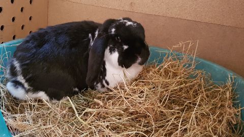 Guide to rabbit care: 5 tips to keep your bunny healthy | PetsRadar