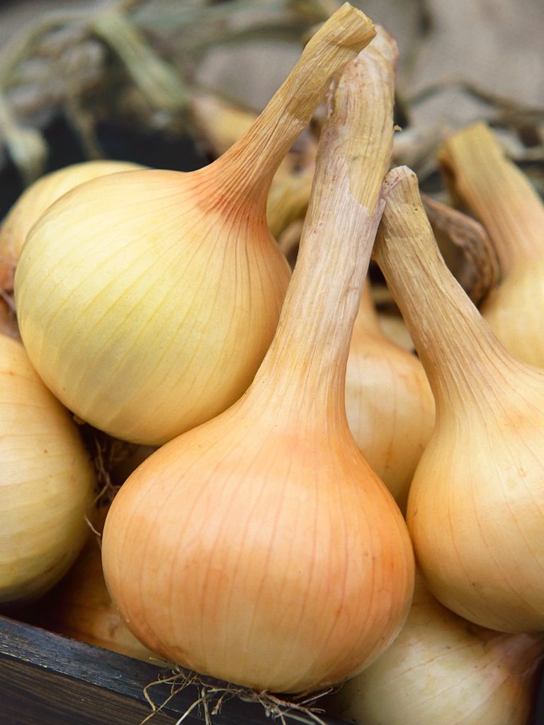 How to grow bigger onions - expert tips for large bulbs | Homes and Gardens