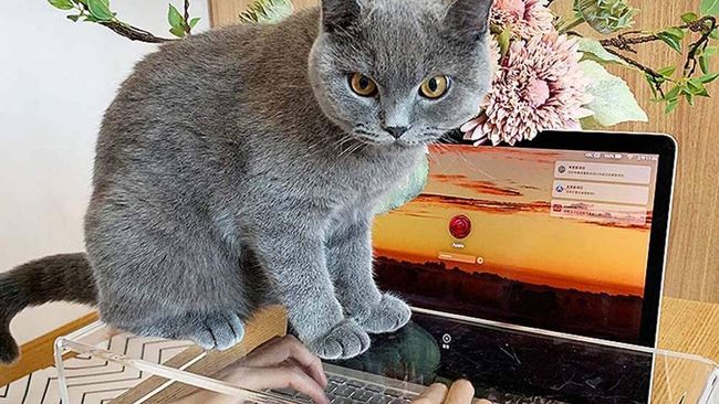 Pet parent shares genius cat-proof laptop keyboard tip | PetsRadar
