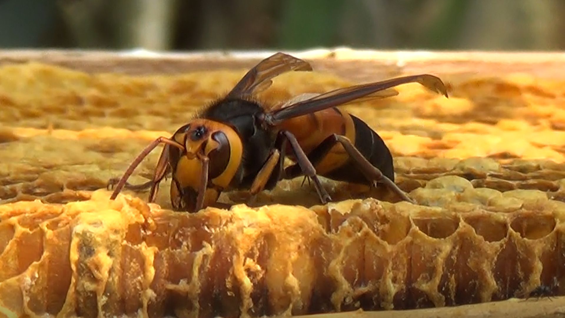 Bees 'shriek' when attacked by giant cousins of 'murder hornets' | Live ...
