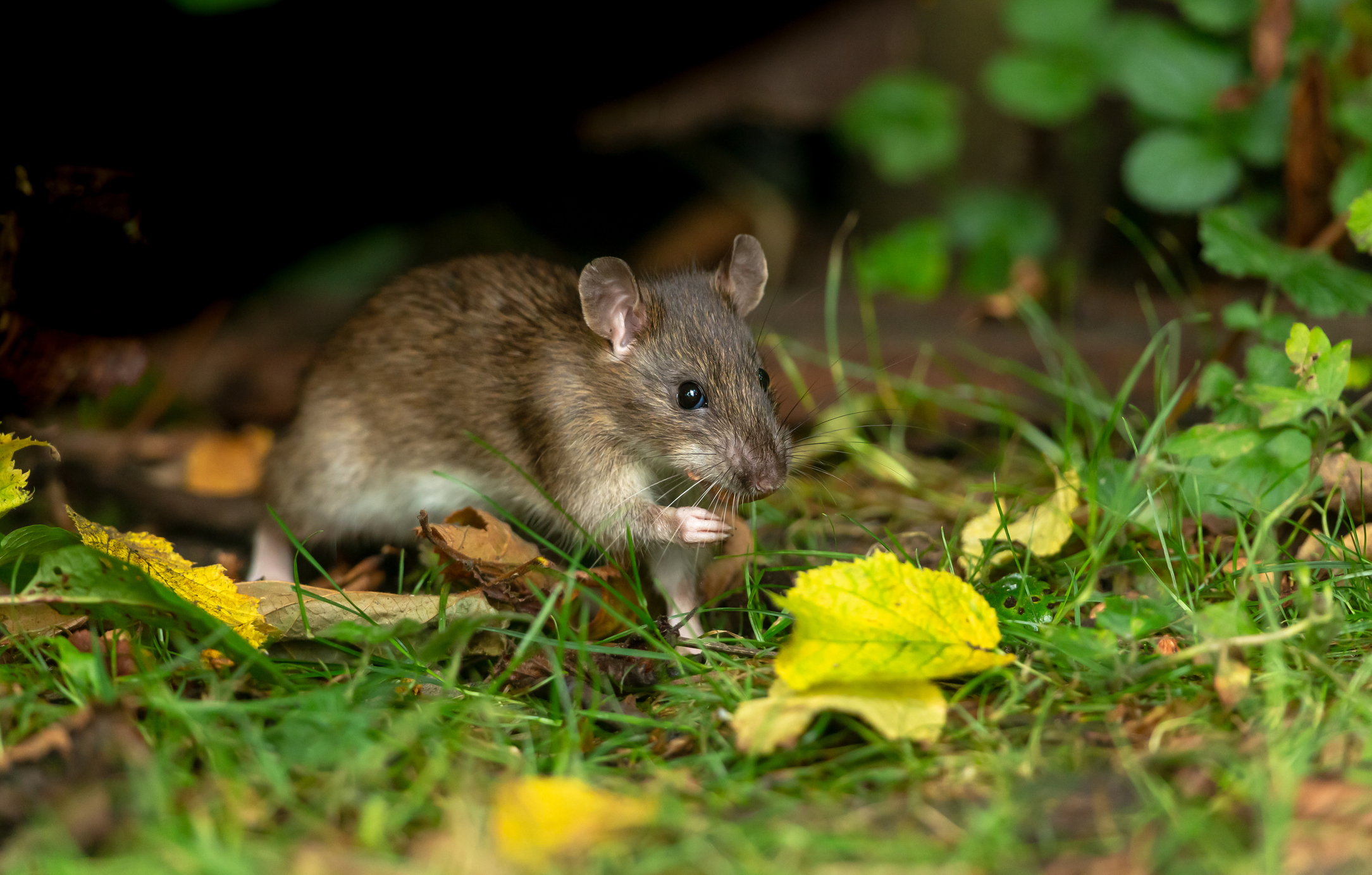 Rats Facts About These Thin tailed Medium size Rodents Live Science