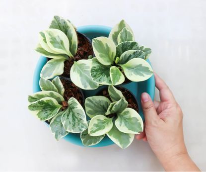 Baby rubber plant care: 5 expert tips for this small plant | Homes and ...