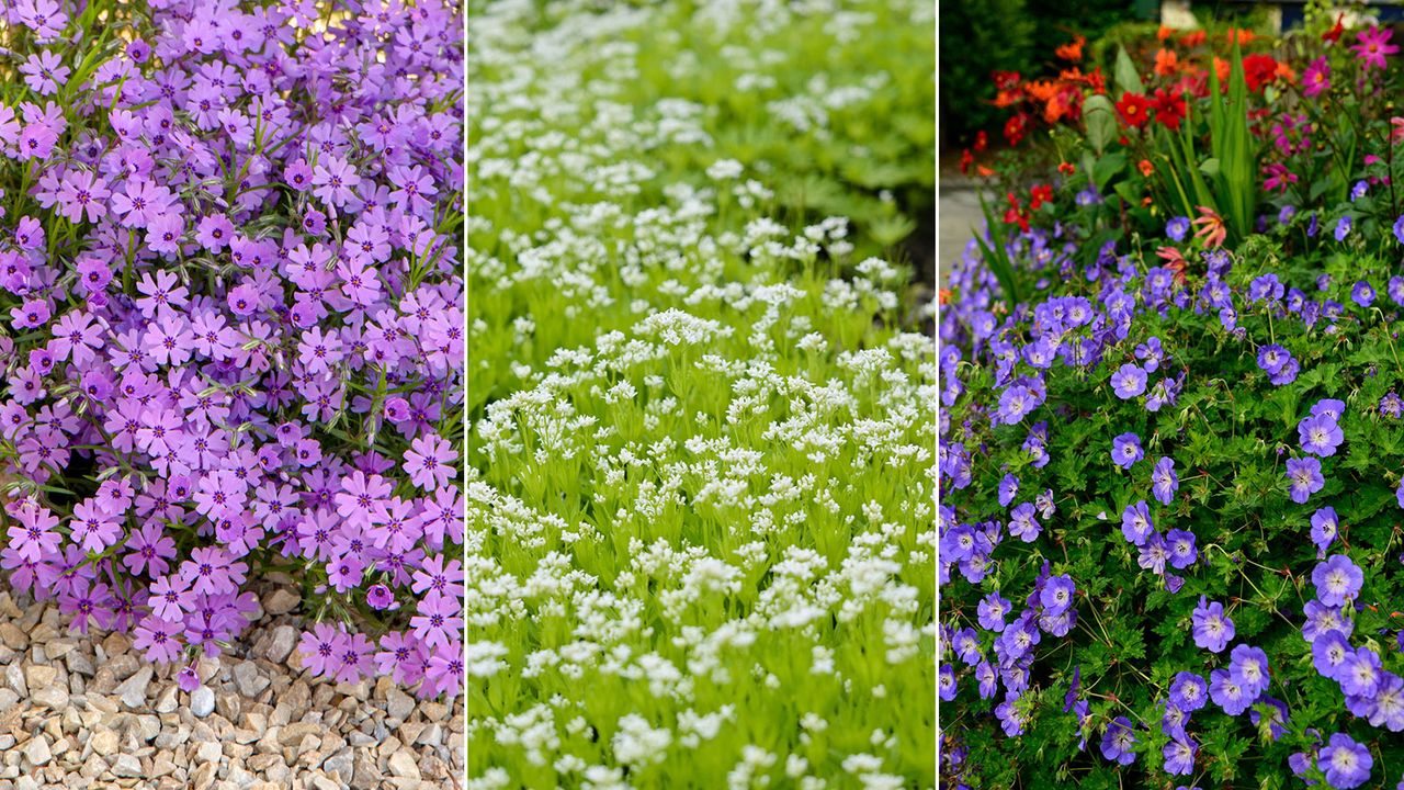 Best ground cover plants: 10 options for flowers and foliage