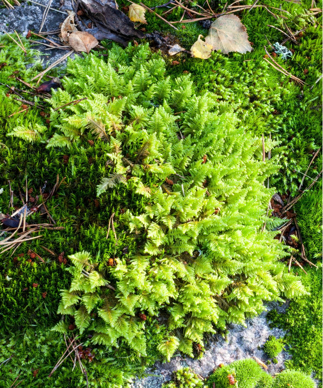 Types of moss: 5 versatile evergreen plants | Homes and Gardens