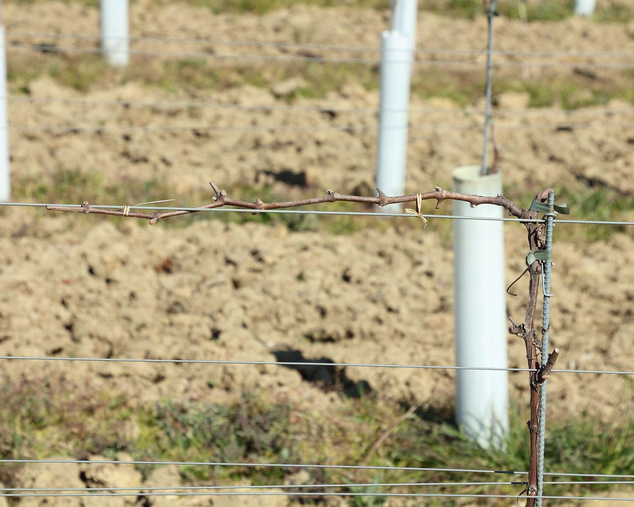 Pruning grape vines: Our expert shows you how and when | Gardeningetc