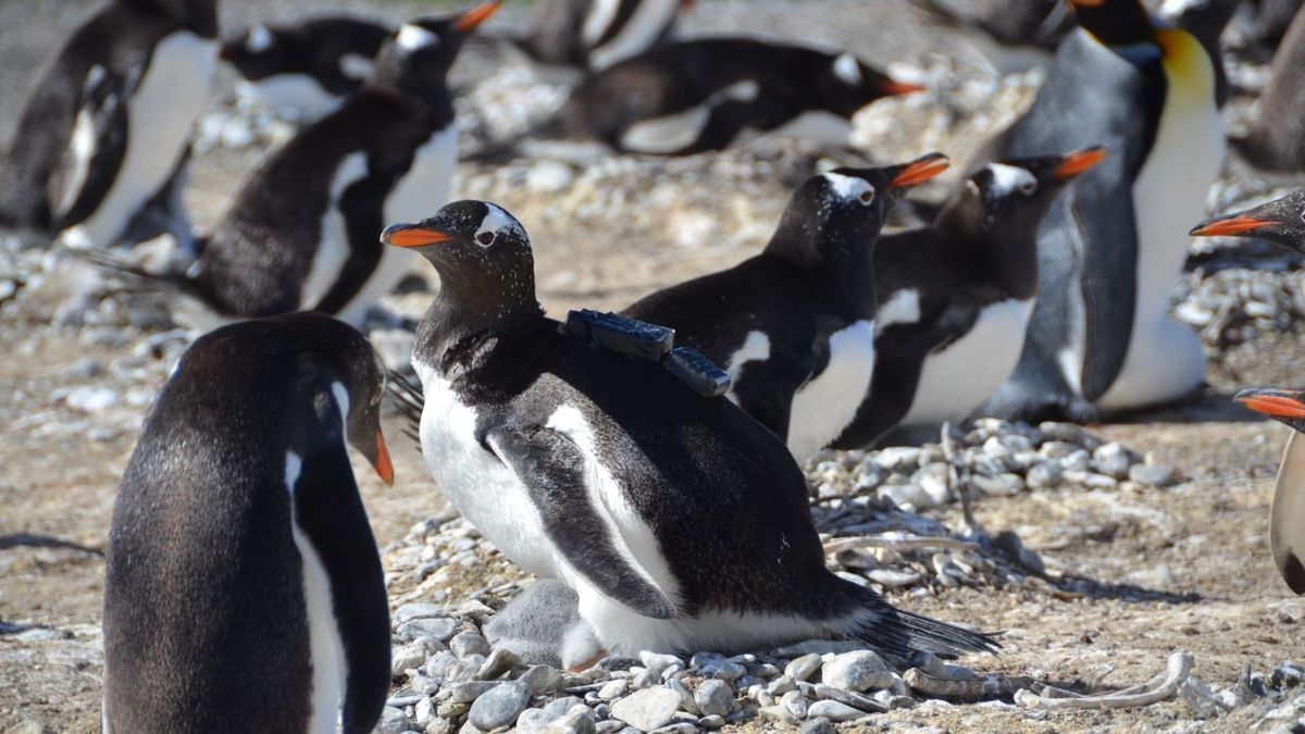 Spellbinding new 'selfie' video captures penguin feasting on giant ...