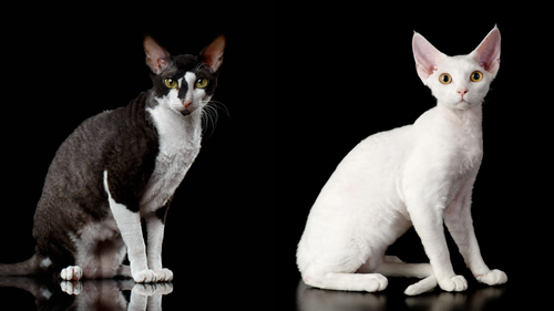 Bengal cats: Everything you need to know about this breed | PetsRadar