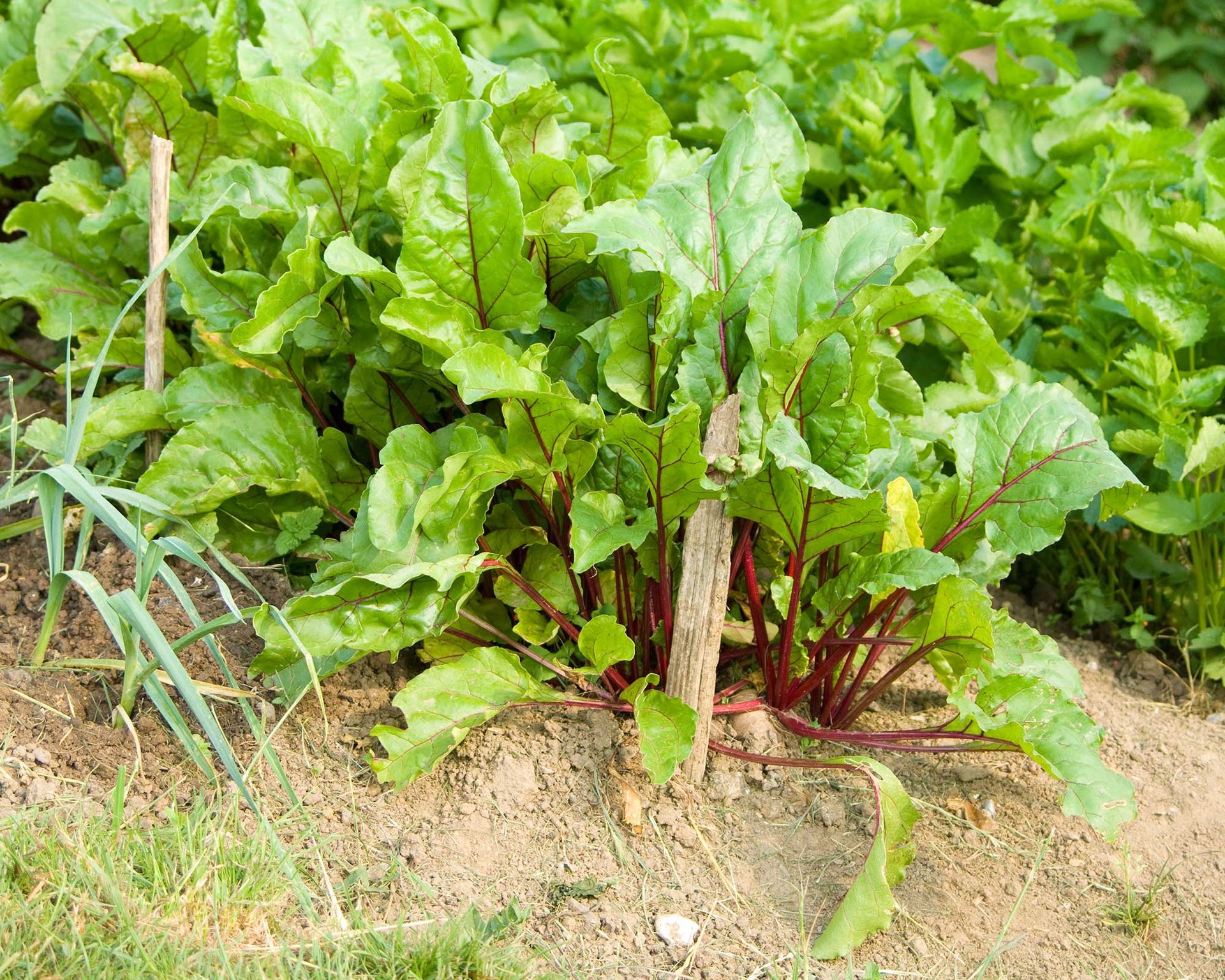 How to grow beetroot: practical tips for growing this tasty root ...