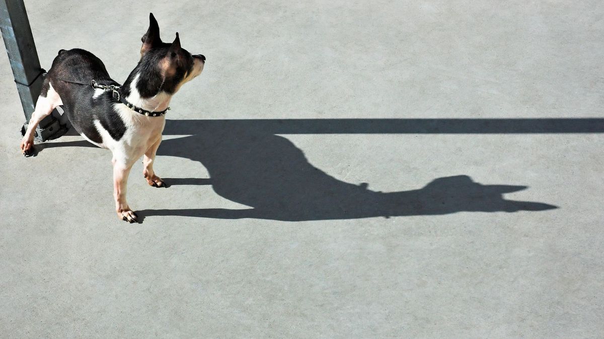 Reactivity in dogs: Signs, causes and coping strategies | PetsRadar