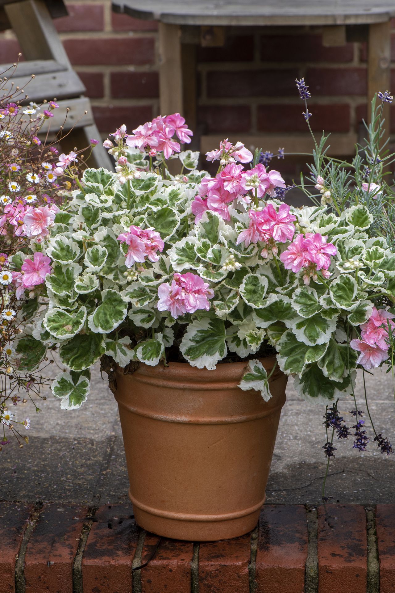 How to overwinter geraniums: with expert advice | Homes & Gardens