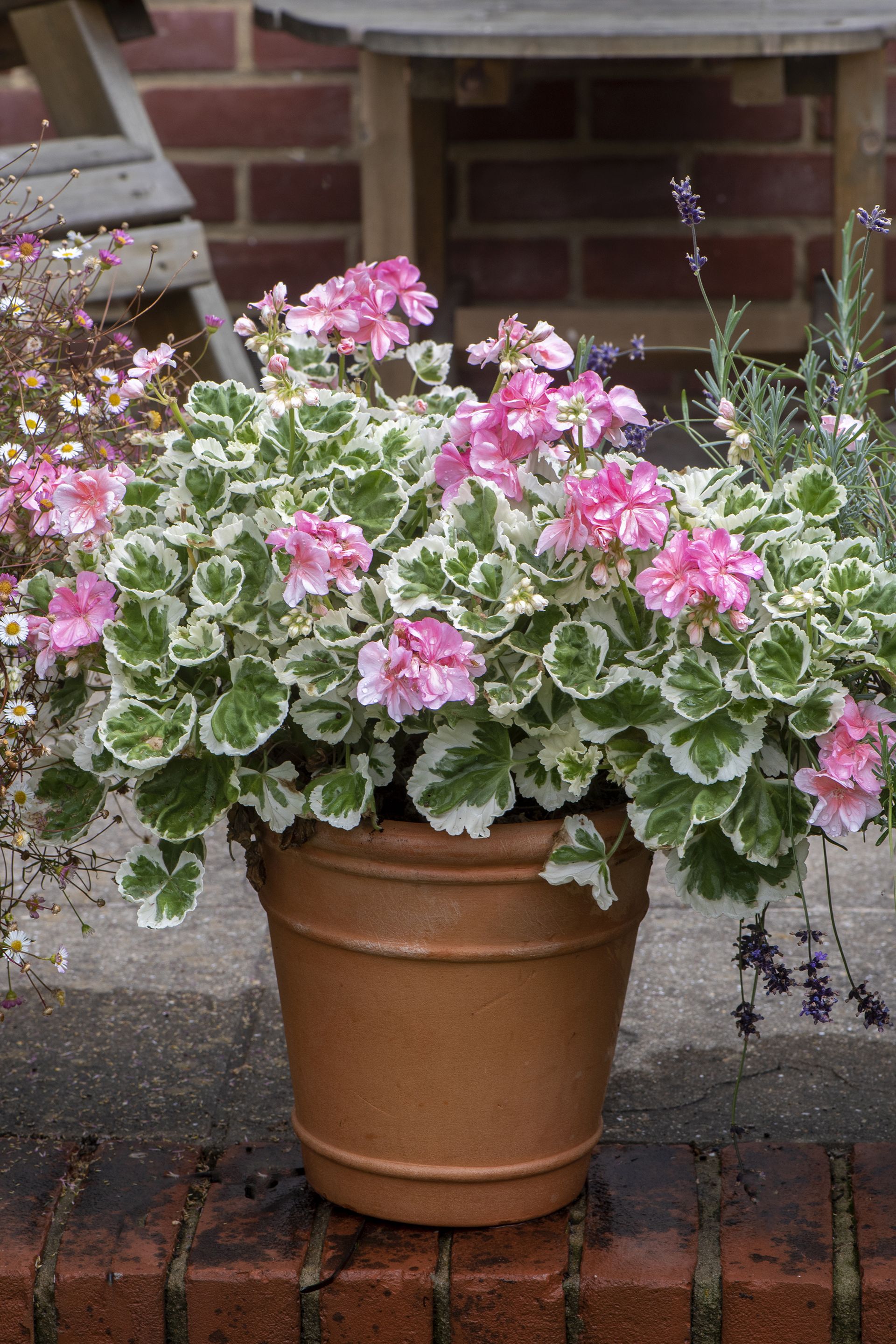 How to overwinter geraniums: with expert advice | Homes & Gardens