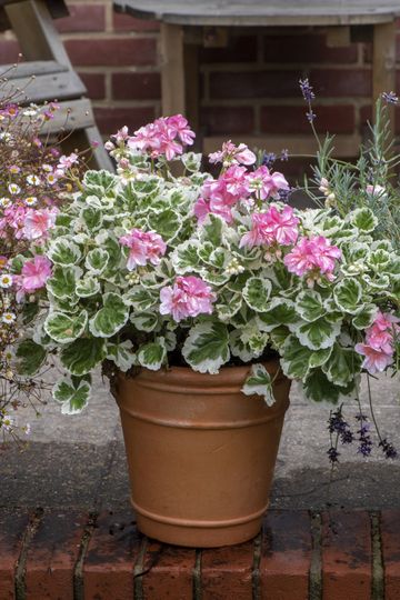 How to overwinter geraniums: with expert advice | Homes & Gardens