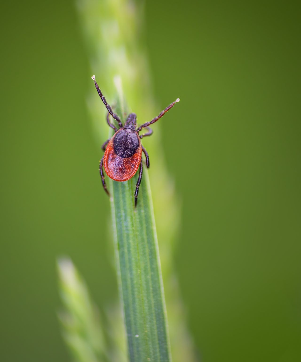 Best way to kill ticks in your yard: 5 expert methods | Homes and Gardens