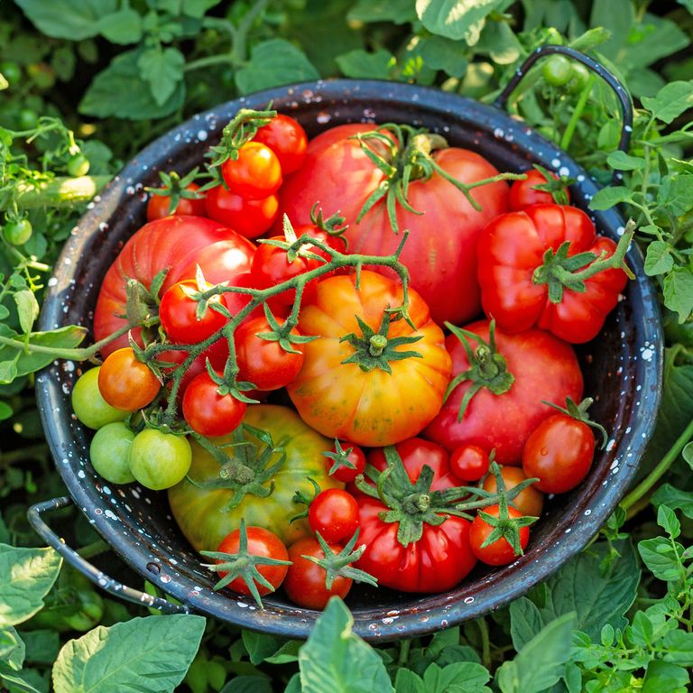 Types Of Tomatoes: The Best Varieties To Grow For Every Use | Gardening ...