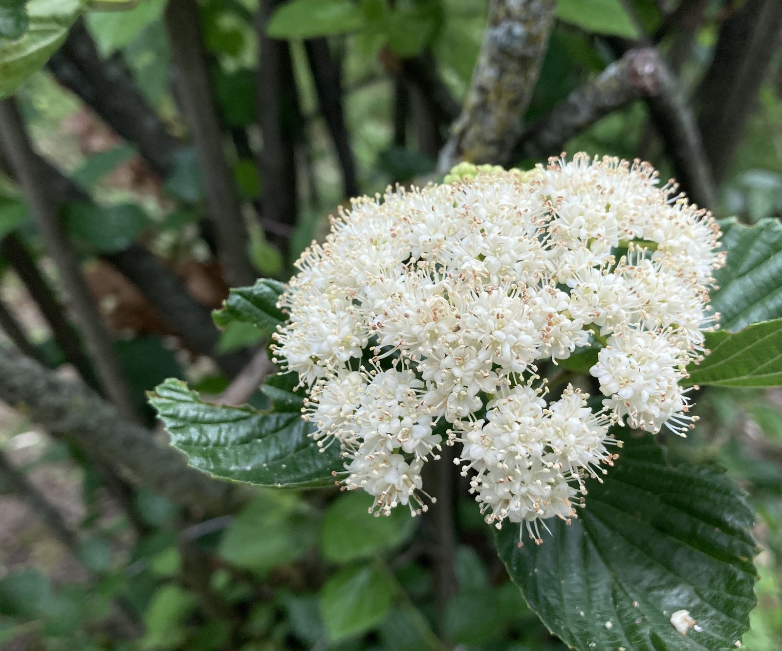 Grow These 8 Gorgeous Native Alternatives To Invasive Plants ...