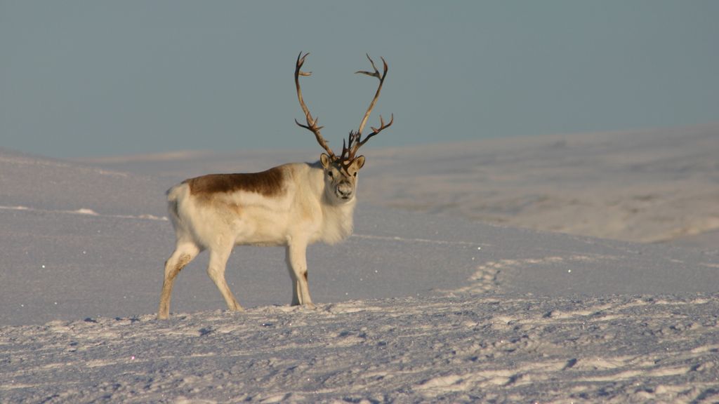 6 animals that change color in the winter | Live Science