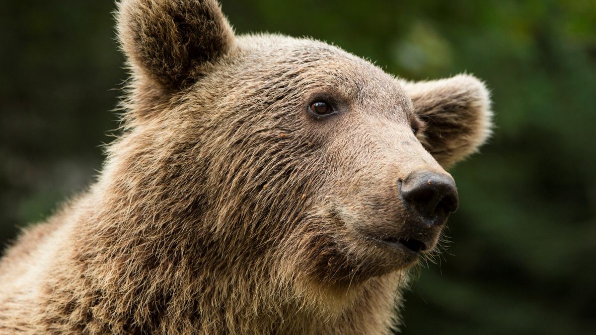 Killer bear found dead after grizzly summer of attacks in Japan | Advnture