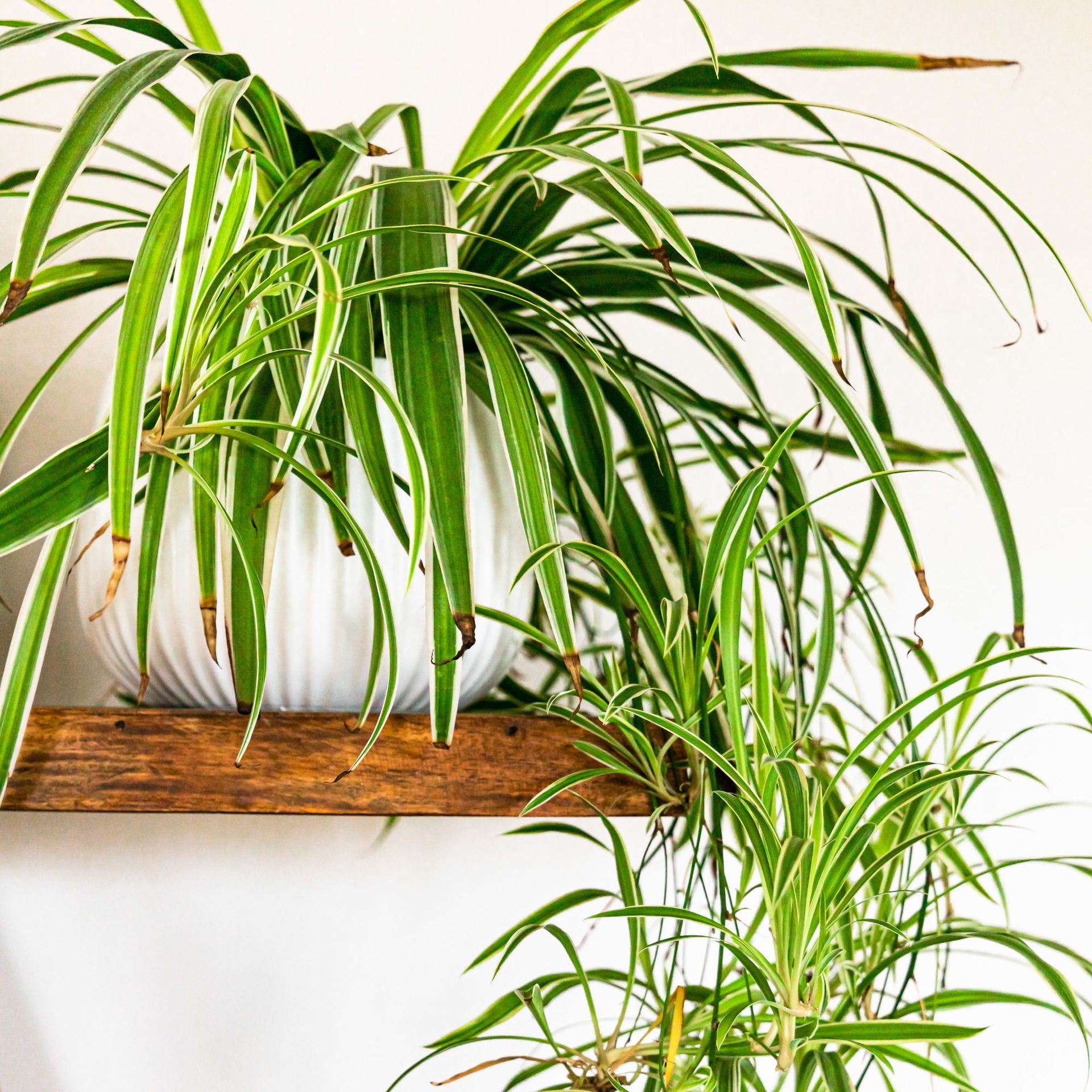 How to grow spider plant babies - three ways to propagate | Ideal Home