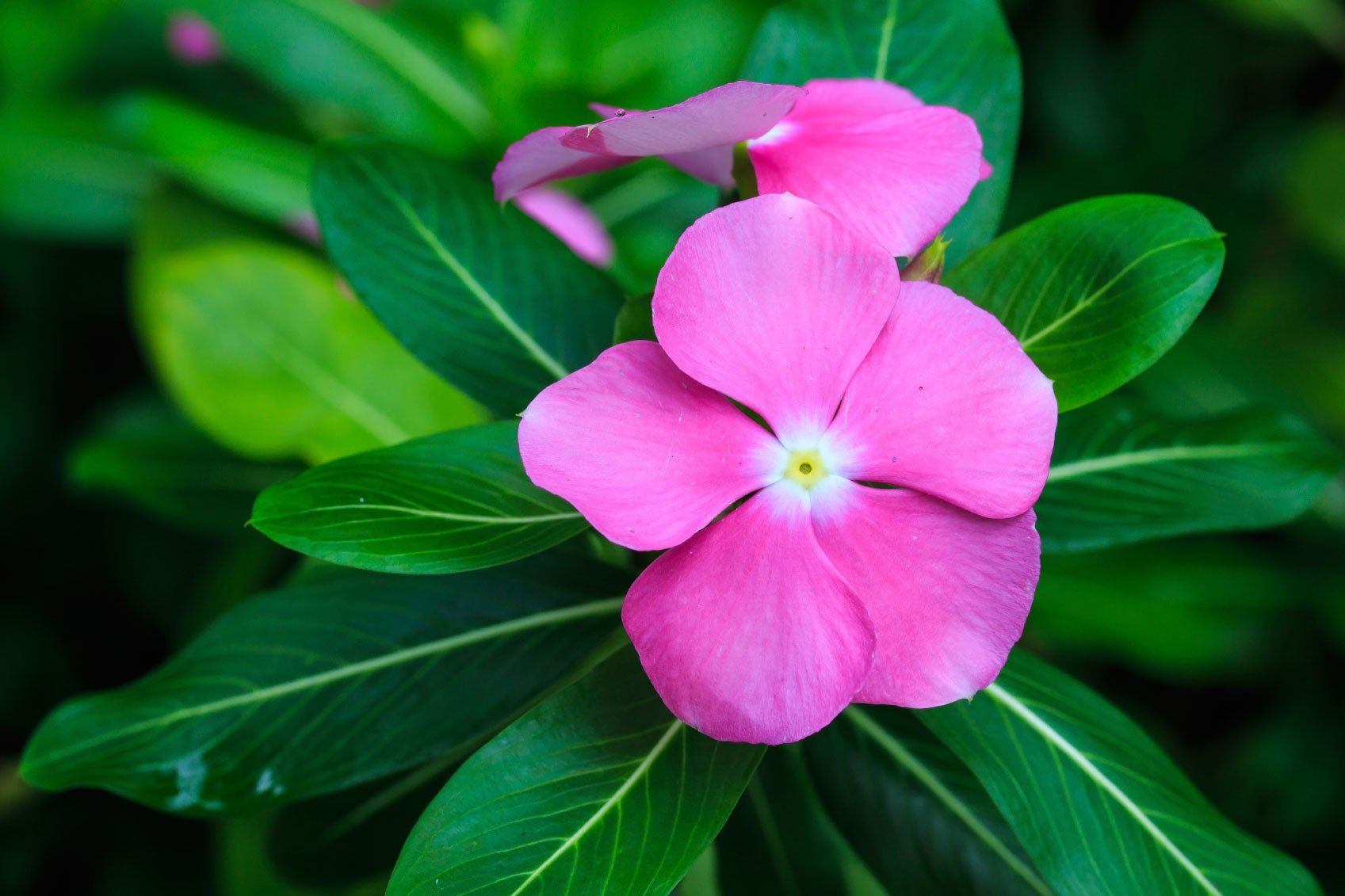 About Rosy Periwinkle - Where To Grow Madagascar Periwinkles ...