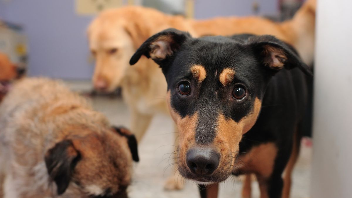 Hurricane pets safety: Complete checklist and how to evacuate | PetsRadar