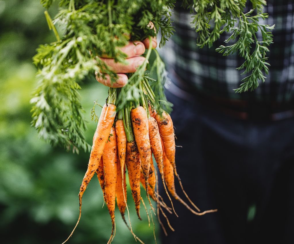 How to grow carrots in containers: expert tips for success | Homes and ...