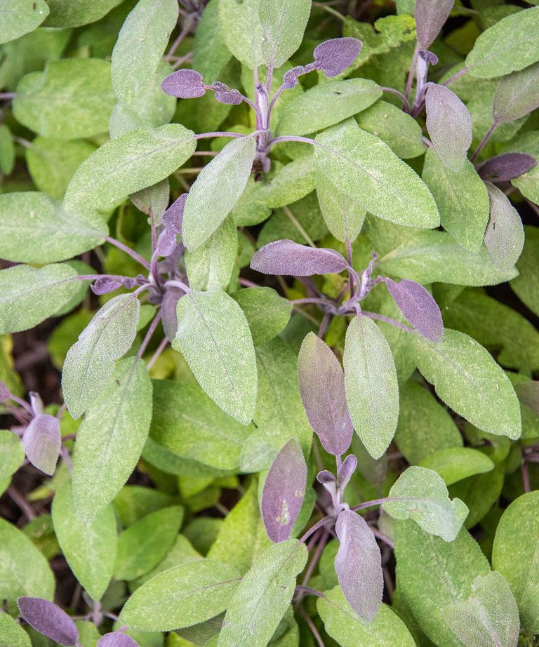 How to grow sage: 3 essential tips for this garden herb | Homes and Gardens