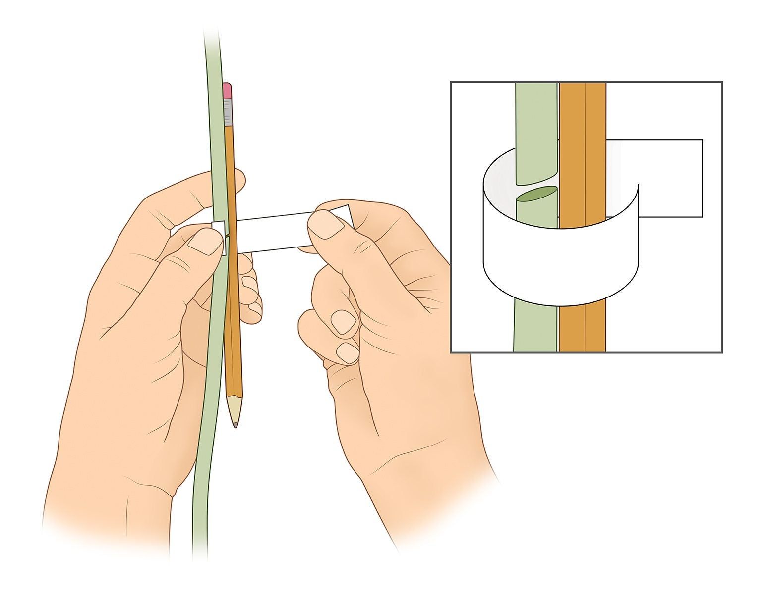 Fixing Injured Plants - Can You Reattach A Severed Plant Stem ...
