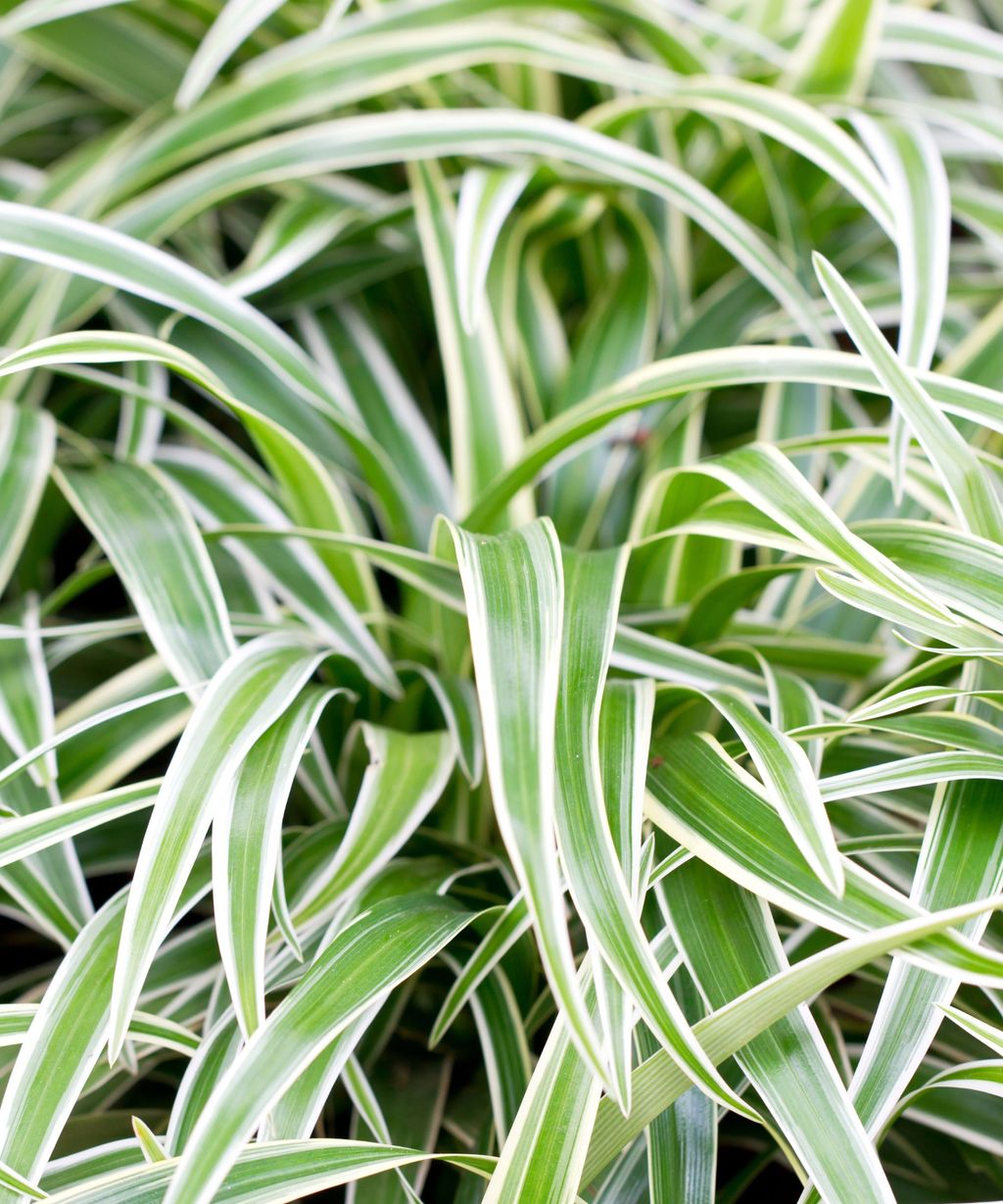 8 different types of spider plants: an expert guide | Homes and Gardens