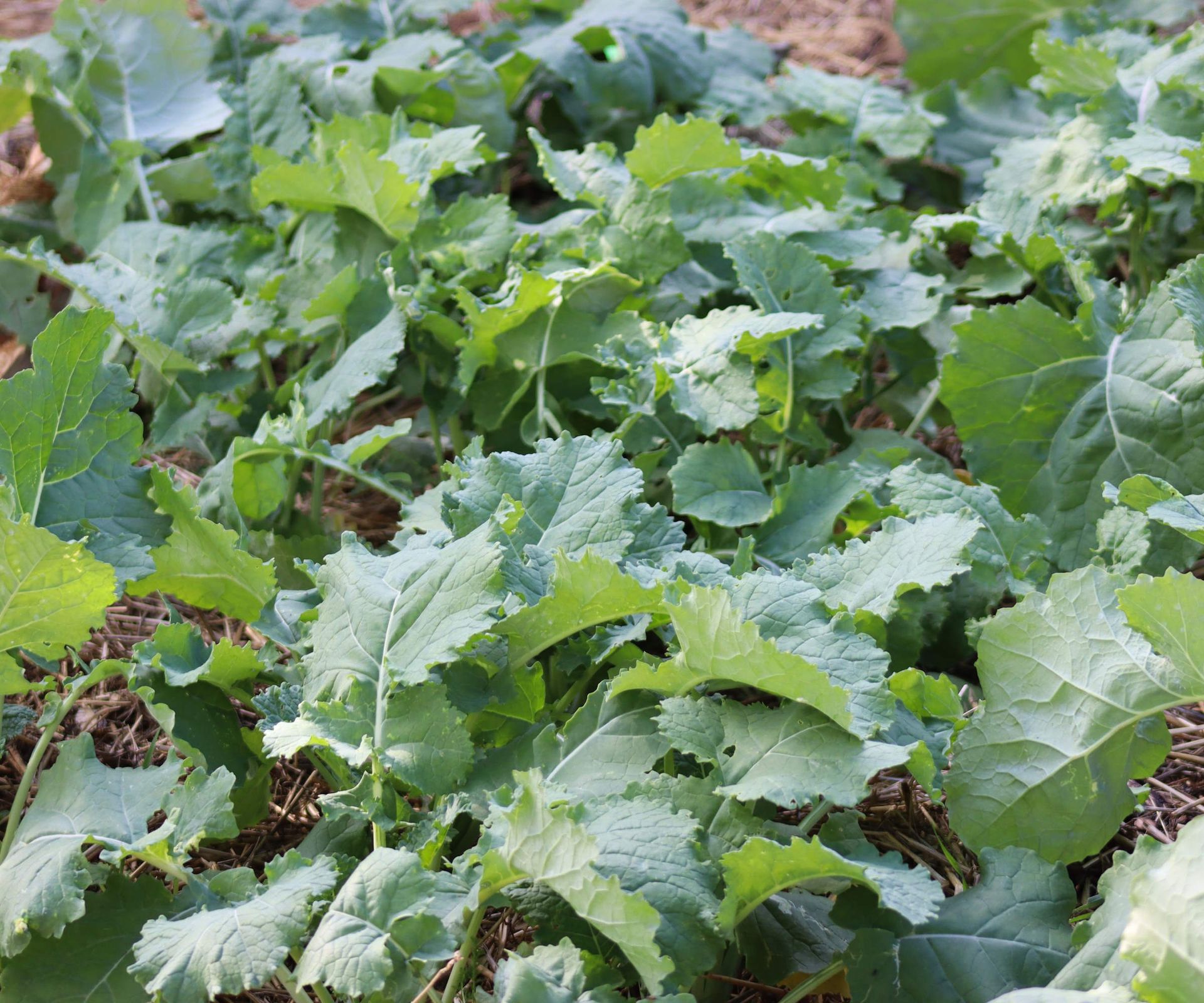 How to grow rutabaga - expert tips for bumper harvests | Homes and Gardens