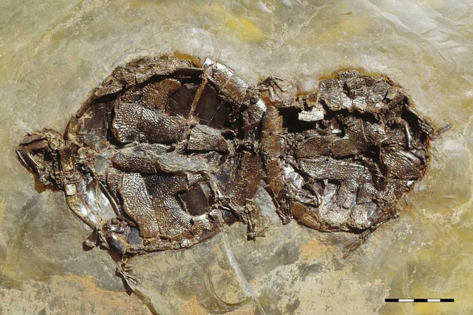 Image Gallery: Fossilized Turtles Caught in the Act | Live Science
