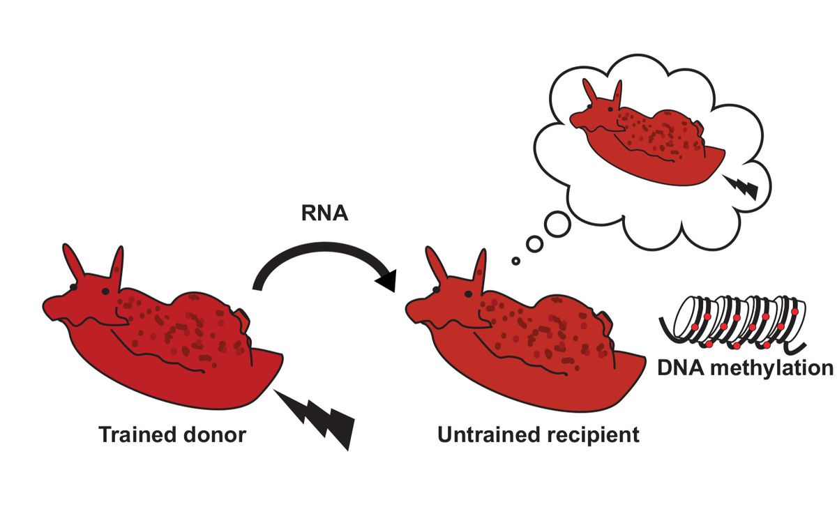 Scientists Sucked A Memory Out of a Snail and Stuck it in Another Snail ...