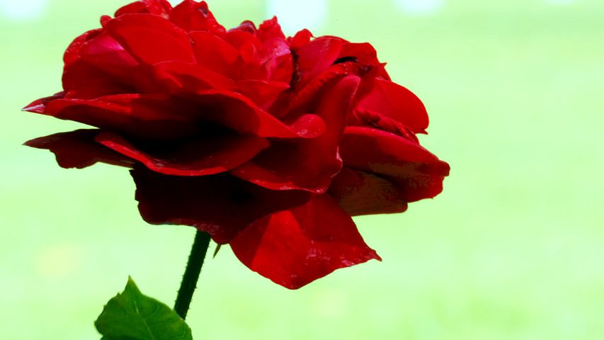 Wars of the Roses: What happened and how did it start? | The Week